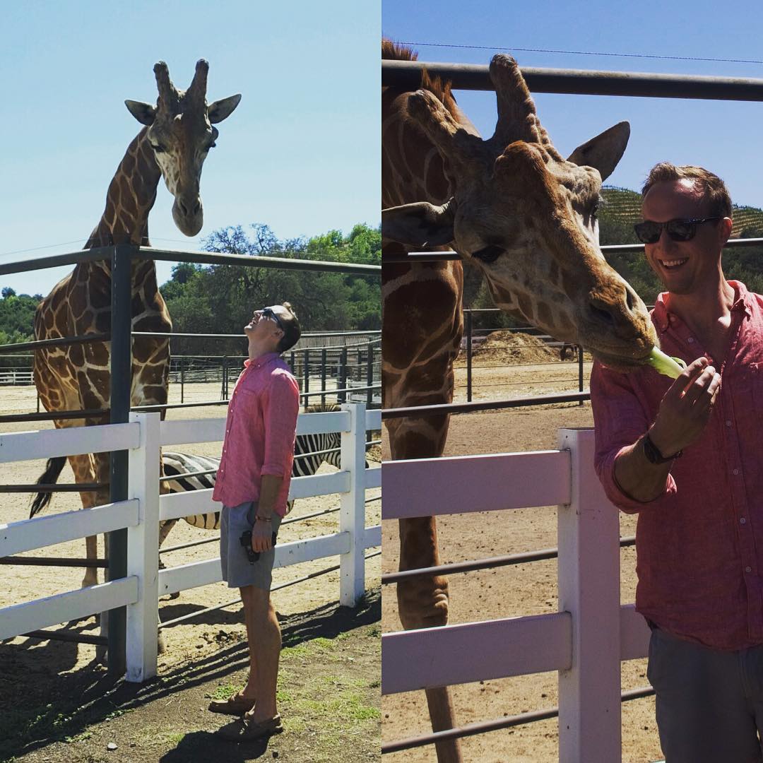 Got to hang out with #Stanley the #Giraffe of Hangover 3 fame! He was ...